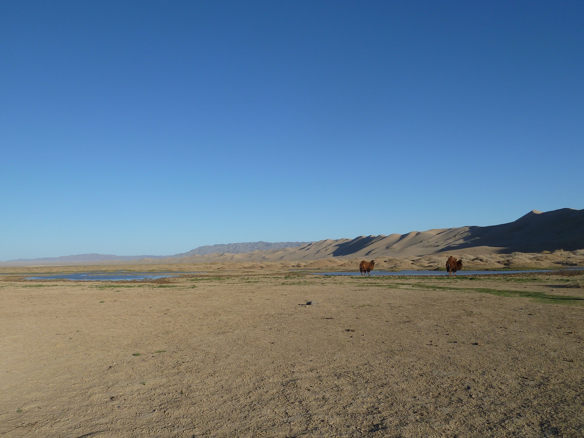Désert de Gobi - Les Dunes du Khongor Els - Wood & Beers